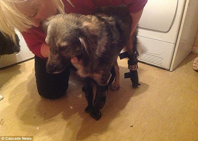 This One-Legged Dog Learns to Walk Again After Getting Three Prosthetic ...