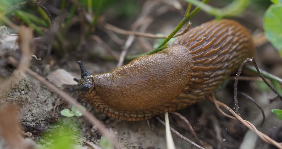 Rugby Player Swallowed a Slug as a Dare and he Ended up Paralyzed ...