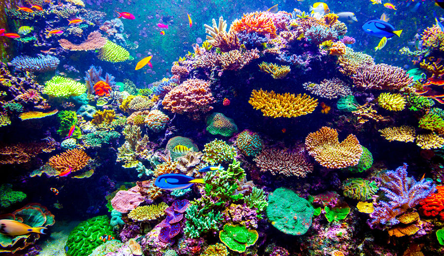 Super Corals to Help in Reviving Reefs? - Health Highroad
