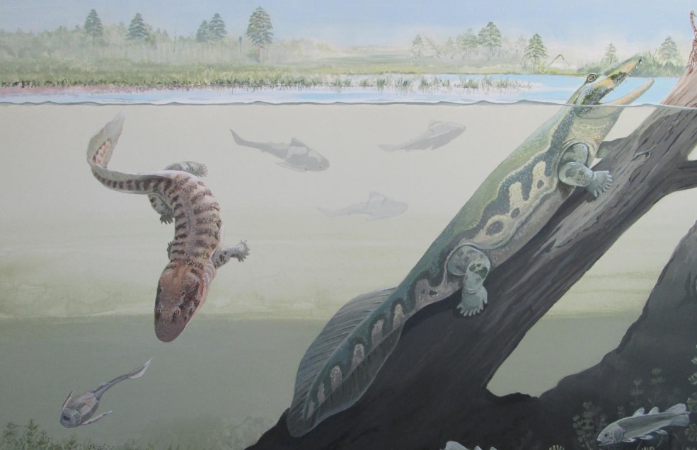 South African Primitive Amphibians Fossils Might Rewrite The Early ...