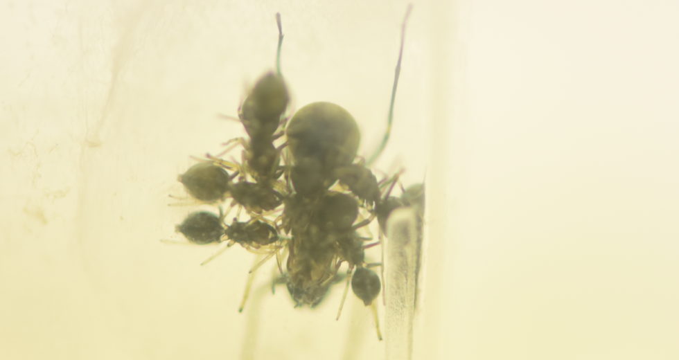 Jumping Spider Mothers Feed Their Spiderlings With Spider Milk - Health ...