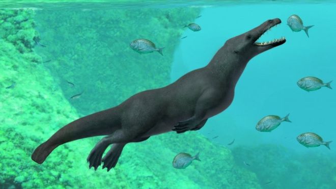 Ancient Whales With Four Legs Are The Ancestors Of Modern Cetaceans ...