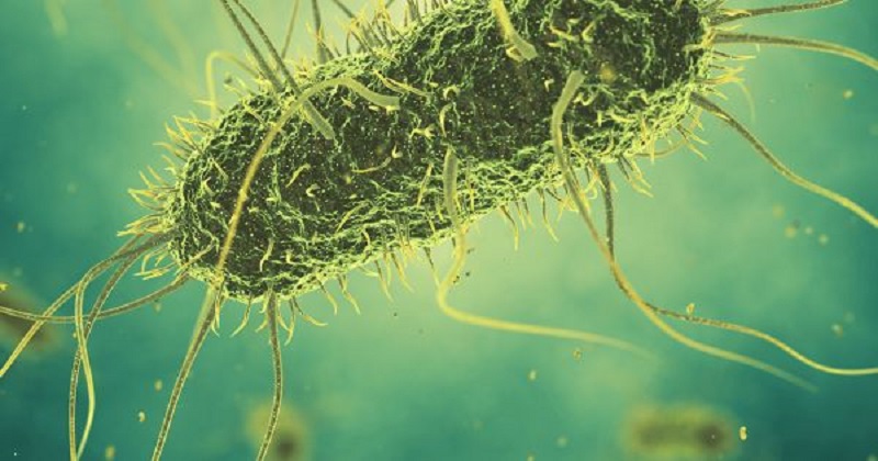 Researchers Created New Bacteria Strain From An Artificial Genome ...
