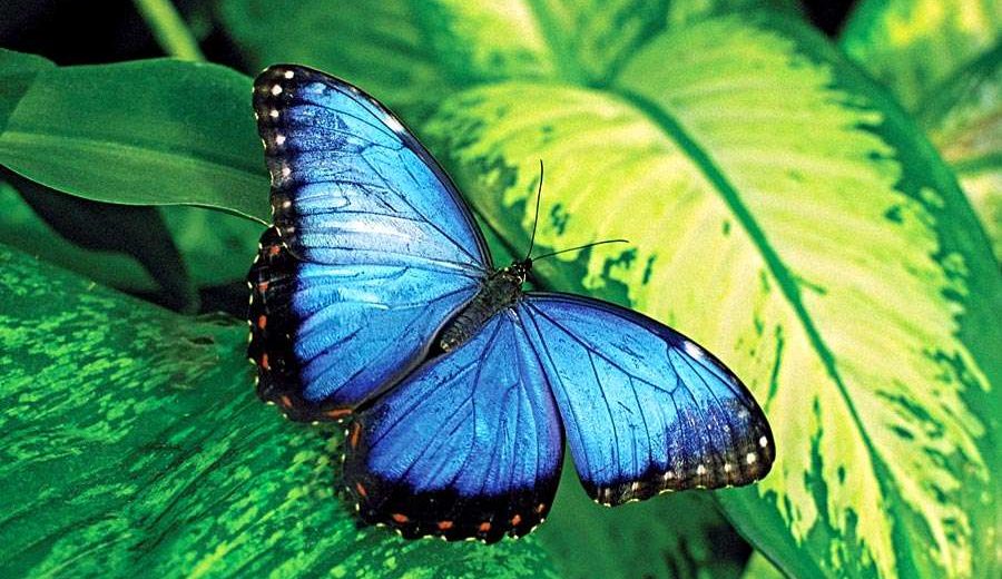 Butterfly Wings Change Colors, According to a New Study - Health Highroad