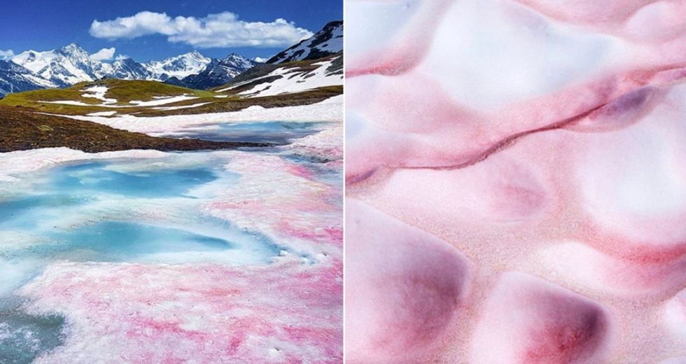 Watermelon Snow: Pink Snow In The Alps Is A Red Flag - Health Highroad